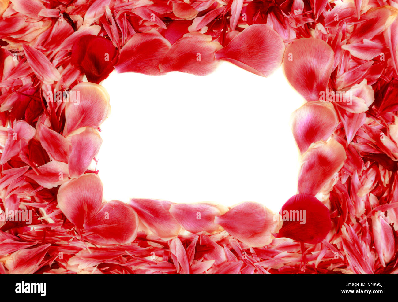 Rose flower frame hi-res stock photography and images - Alamy