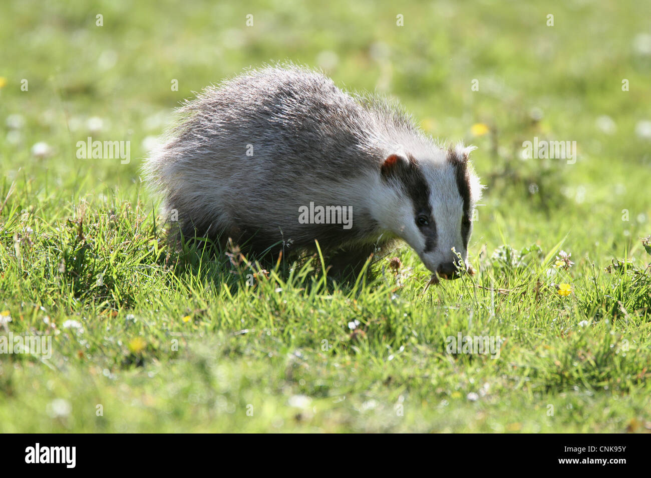 Eurasian Badger (Meles meles) cub, foraging in daylight after long dry ...