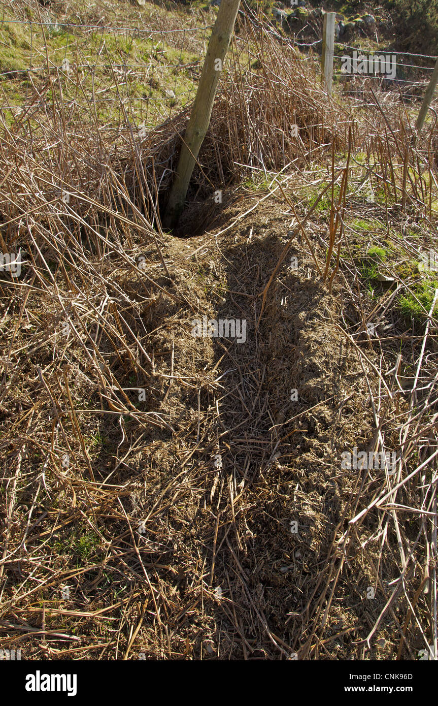 Eurasian Badger (Meles meles) sett, bedding trail into entrance hole ...
