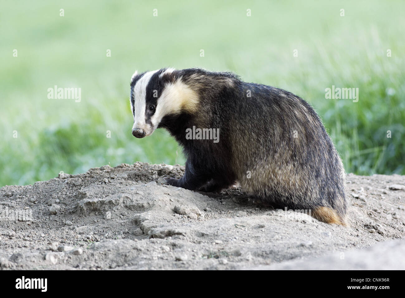 Badgers sitting hi-res stock photography and images - Alamy