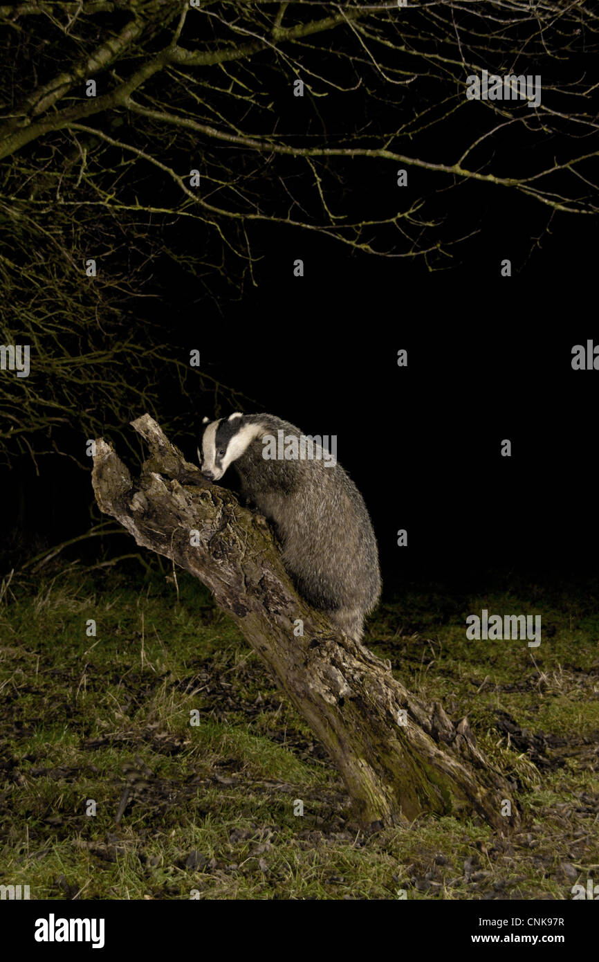 Eurasian Badger (Meles meles) adult, climbing on tree stump at night ...