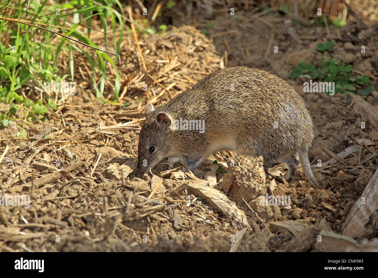 Southern Brown Bandicoot (Isoodon obesulus) adult, foraging, South ...