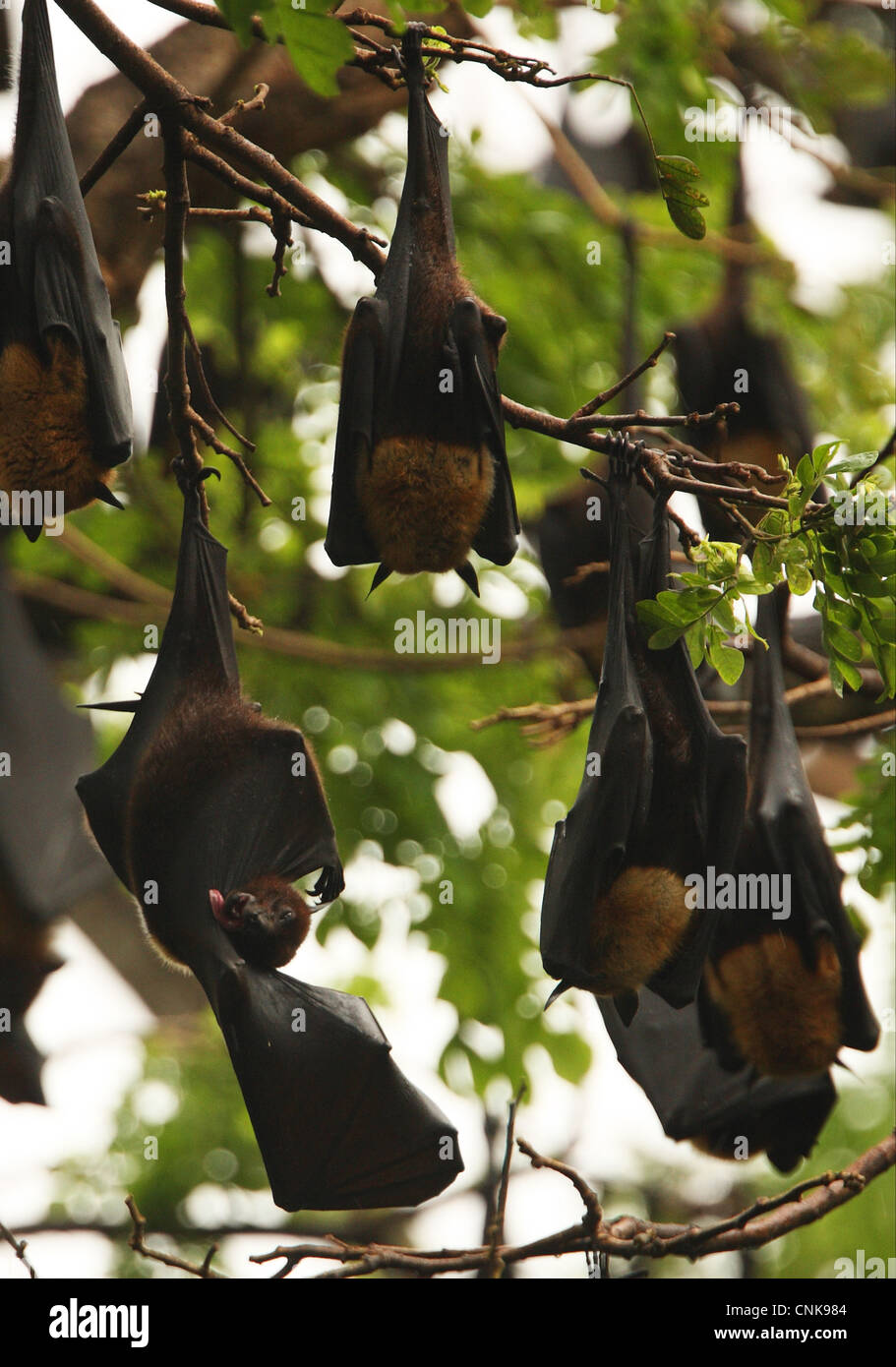 Indian Flying Fox (Pteropus giganteus) adult, grooming wing, with ...