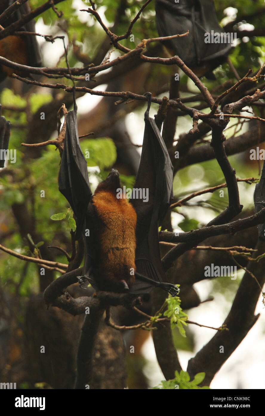Fox poo faeces hi-res stock photography and images - Alamy