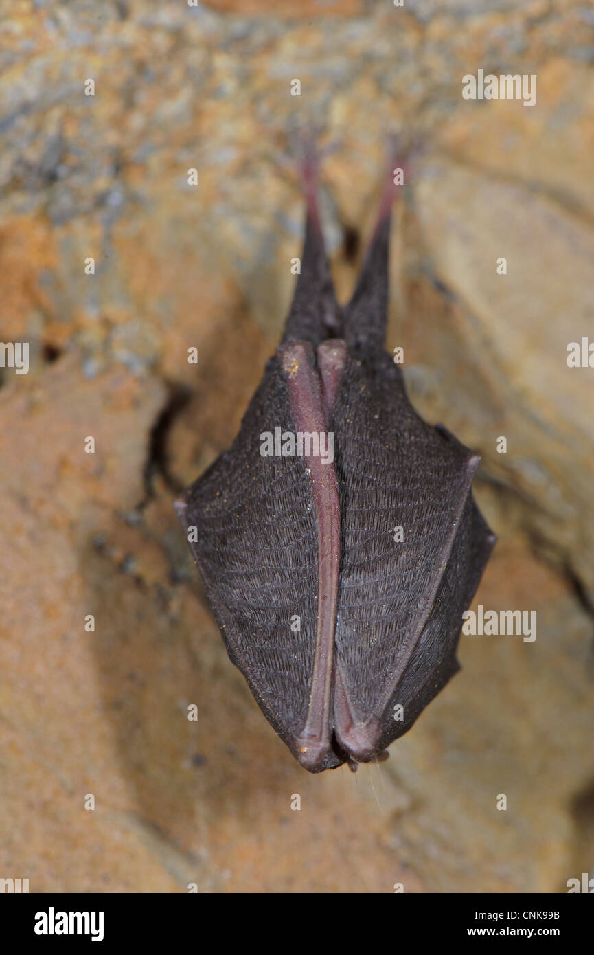 Lesser Horseshoe Bat (Rhinolophus hipposideros) adult, sleeping ...