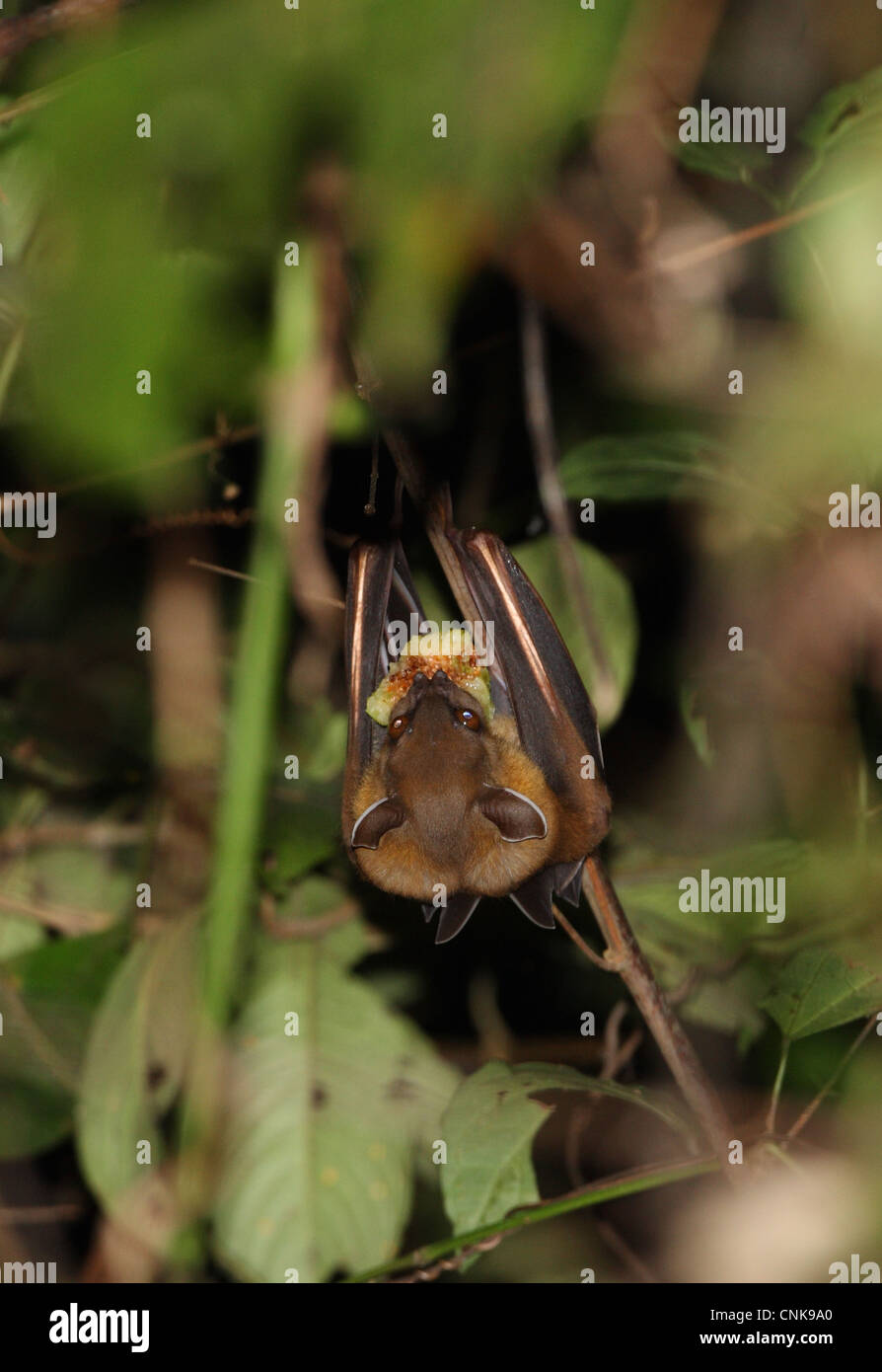 Greater Short-nosed Fruit Bat (Cynopterus sphinx) adult, feeding on ...