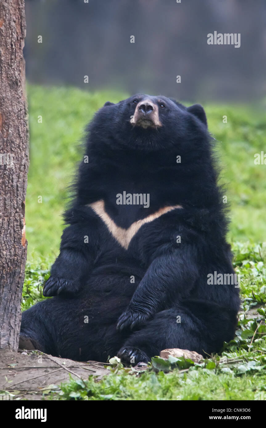 Asiatic Black Bear (Ursus thibetanus) adult, sitting, Animals Asia ...