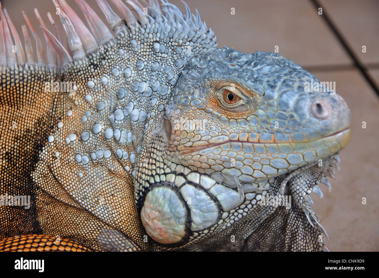 A Green Iguana at Montecasino Bird Gardens, Fourways, Sandton ...