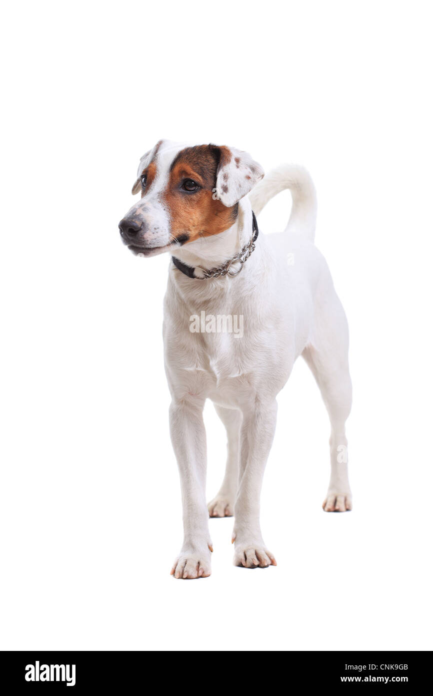 Jack Russel Terrier purebred dog isolated on white background Stock ...