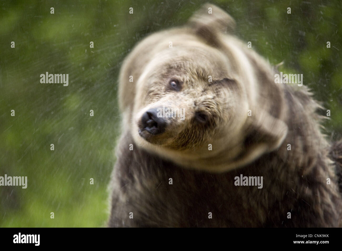 Shaking head blur hi-res stock photography and images - Alamy