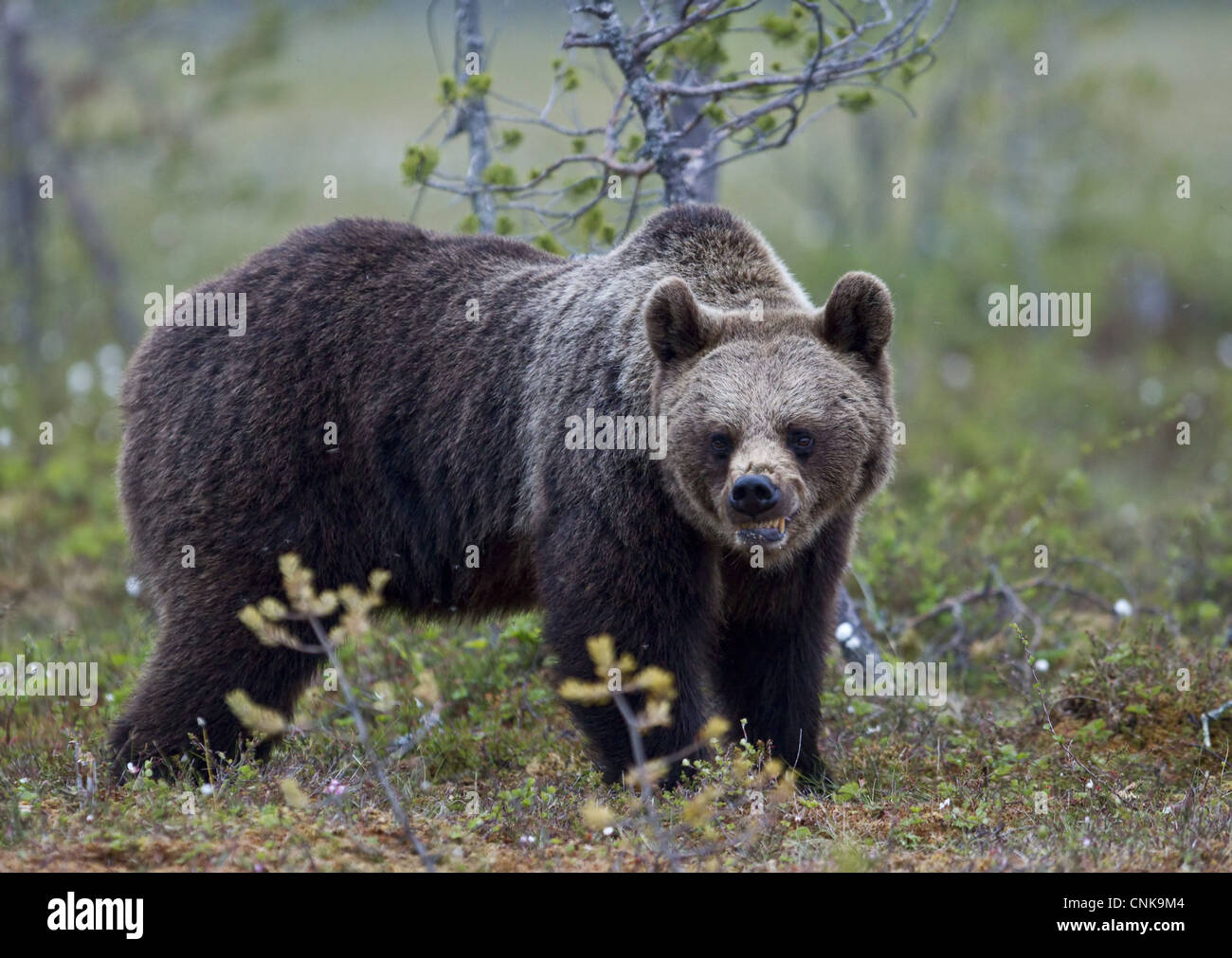 Snarling brown bear hi-res stock photography and images - Alamy