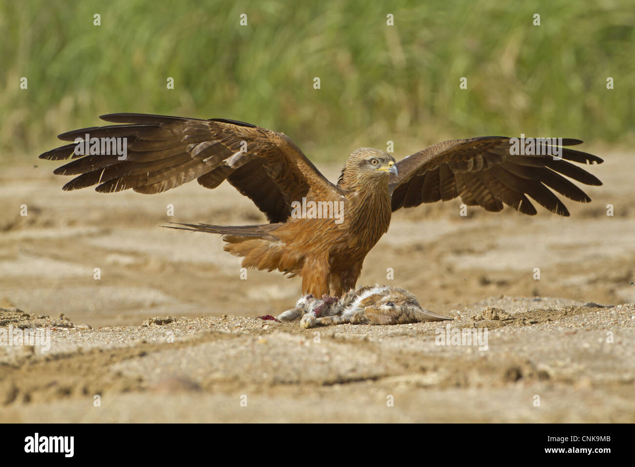 Mantling hi-res stock photography and images - Alamy