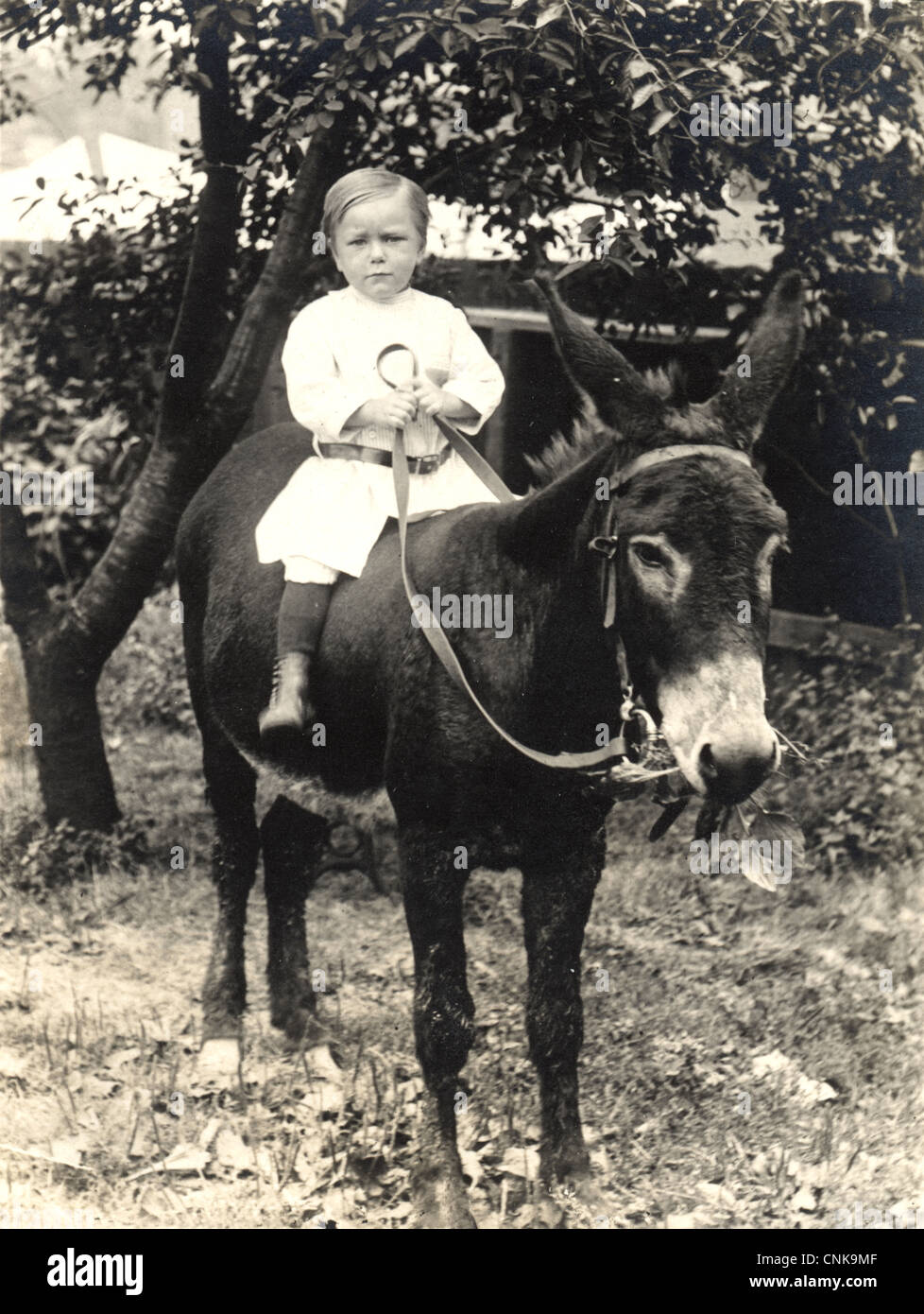 Serious Blonde Little Boy Riding a Donkey Stock Photo - Alamy