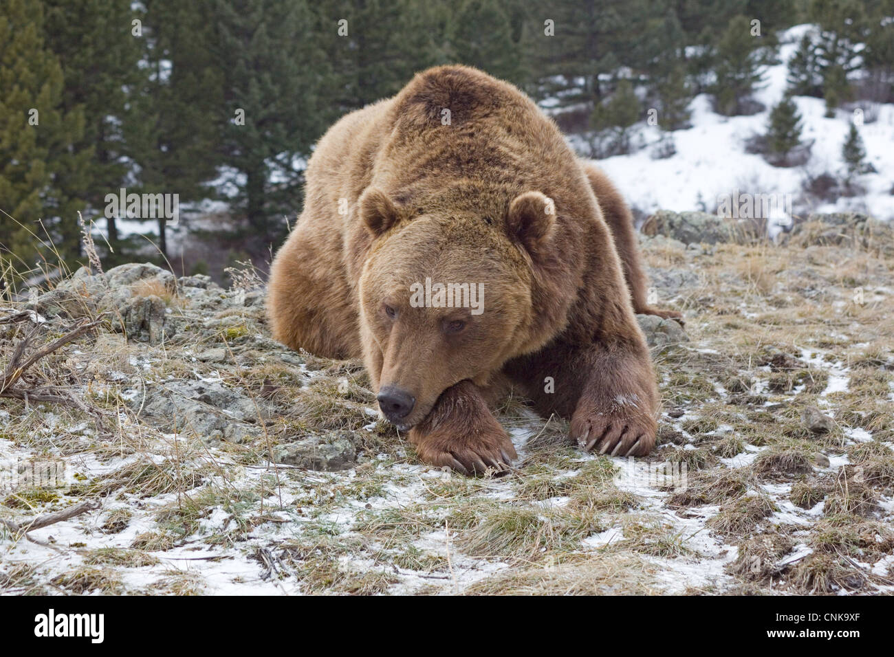 Grizzly Bear (Ursus arctos horribilis) adult, resting head on paw, in snow, Montana, U.S.A ...