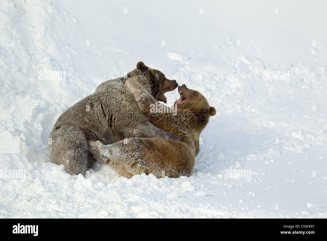 Grizzly Bear (Ursus arctos horribilis) two adults, fighting in snow, Montana, U.S.A., january ...