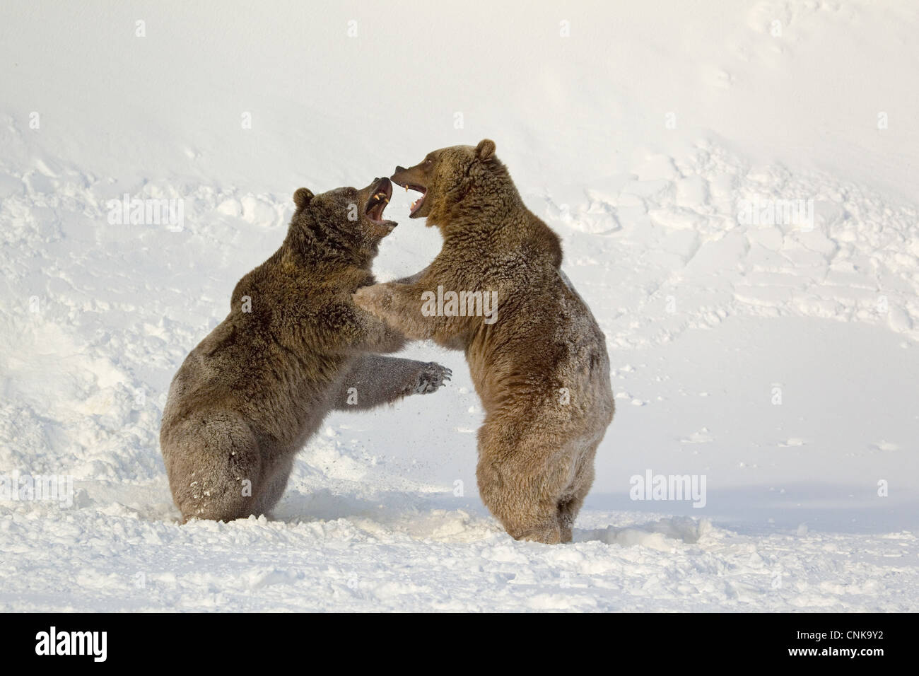 Grizzly Bear (Ursus arctos horribilis) two adults, fighting in snow, Montana, U.S.A., january ...