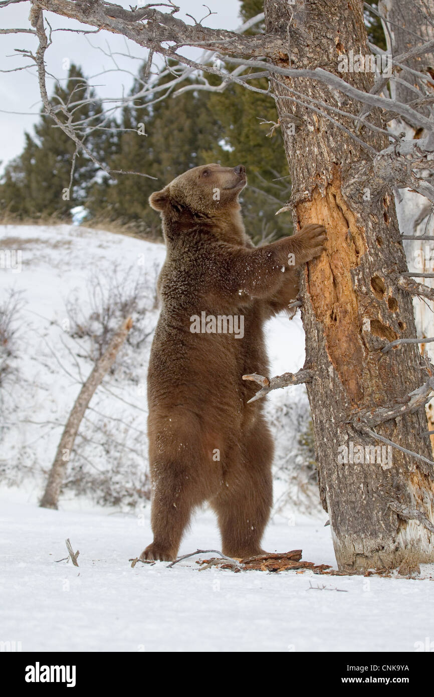 Grizzly Bear Ursus arctos horribilis adult searching food under bark tree trunk in snow Montana ...
