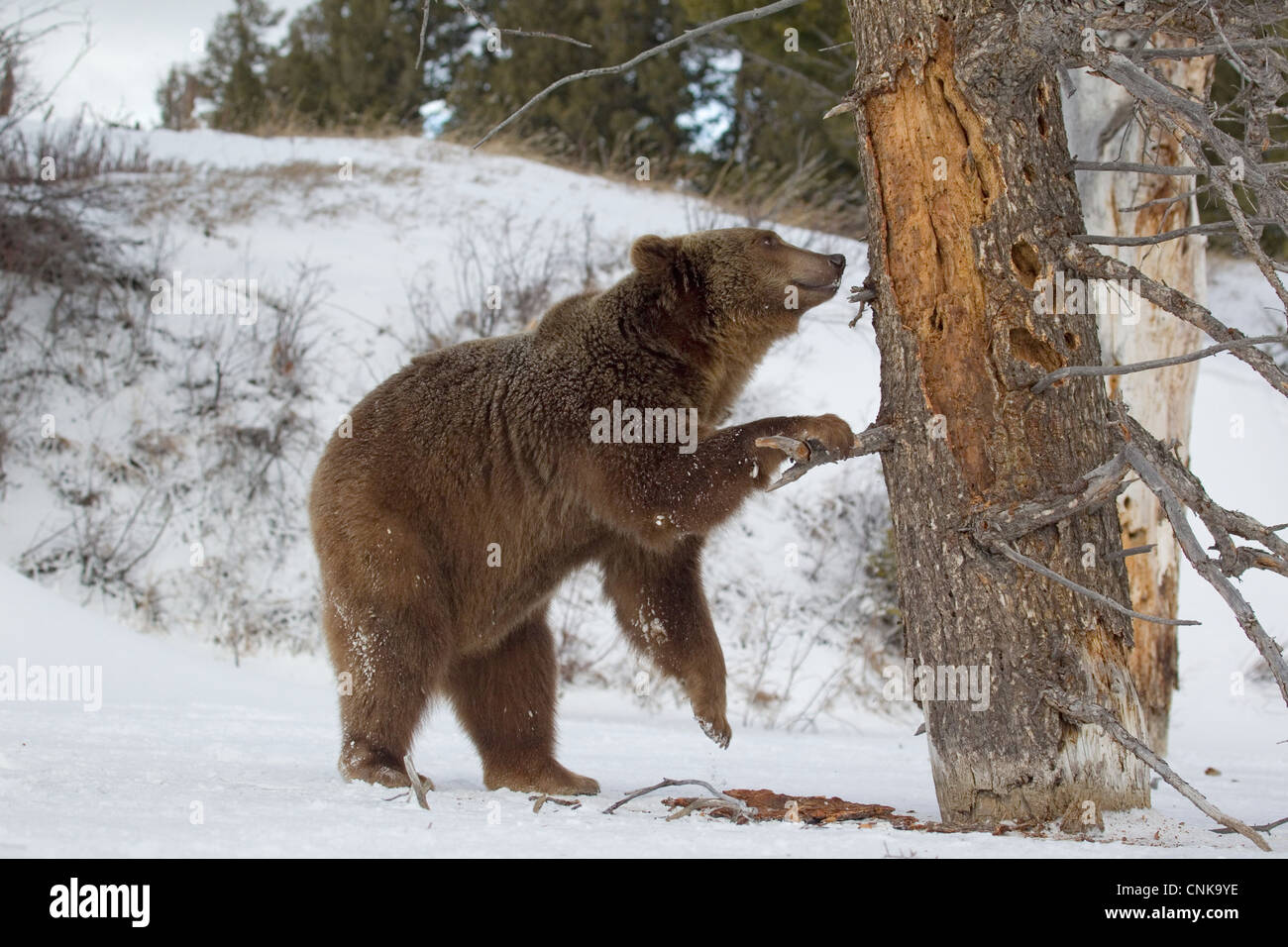 Grizzly Bear Ursus arctos horribilis adult searching food under bark tree trunk in snow Montana ...
