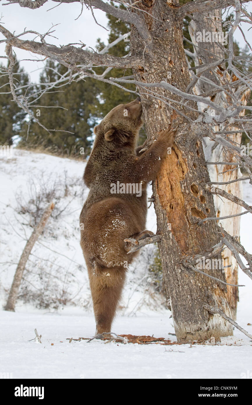 Grizzly Bear Ursus arctos horribilis adult searching food under bark tree trunk in snow Montana ...