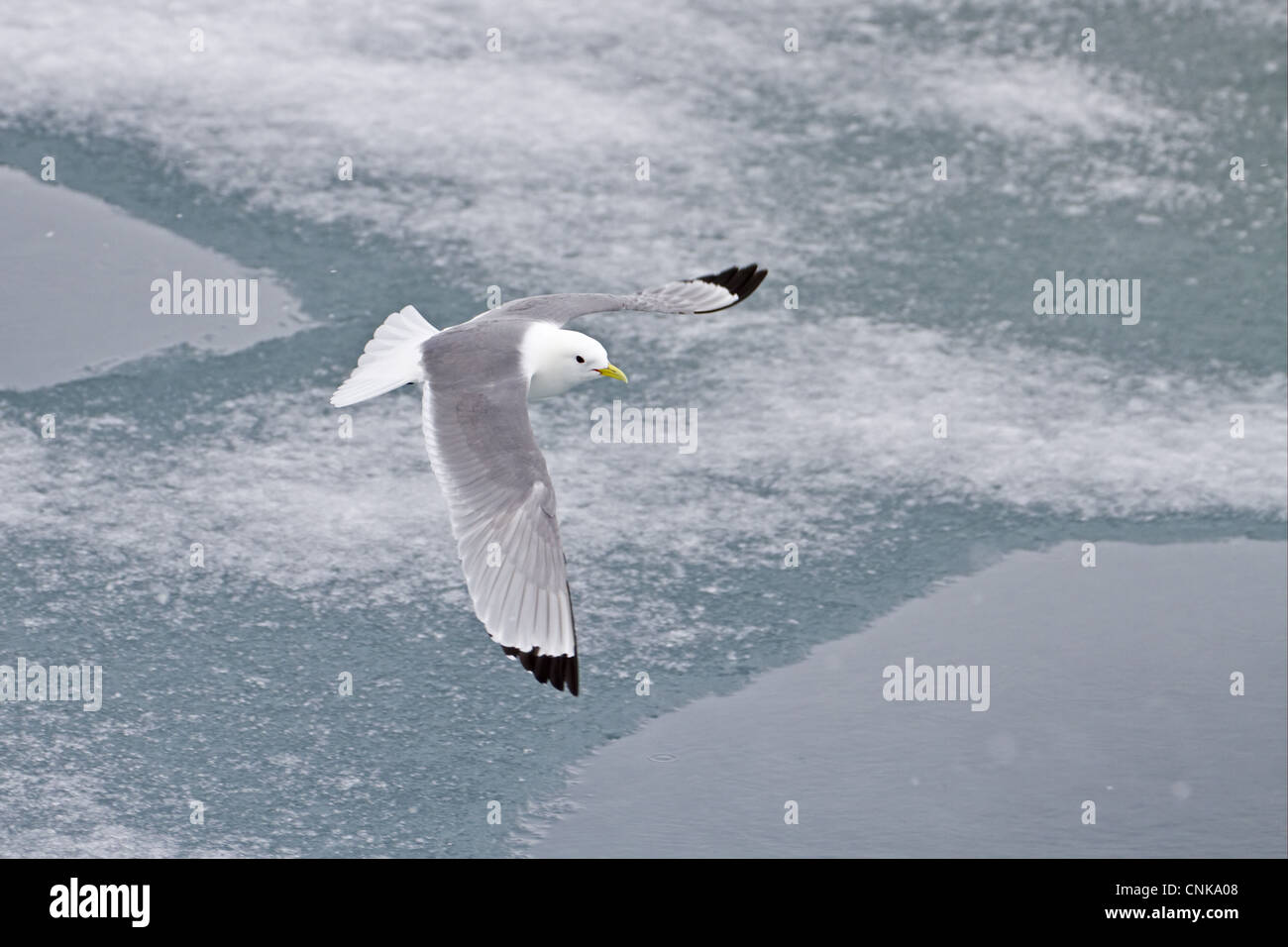 Black-legged Kittiwake (Rissa tridactyla) adult, in flight over sea ice ...