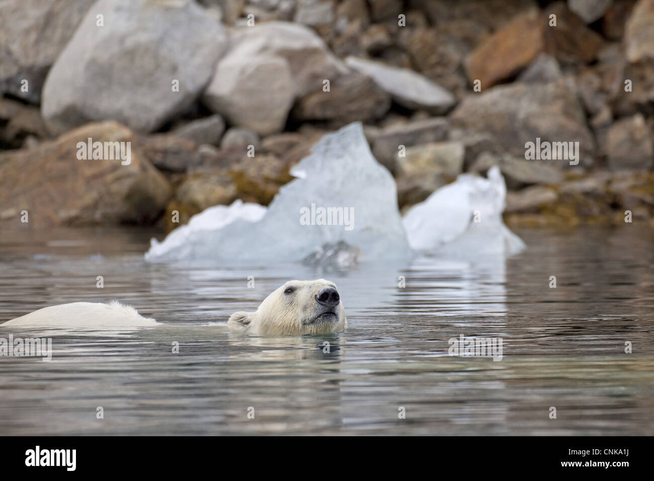 Polar Bear (Ursus maritimus) adult, swimming near rocky shore ...