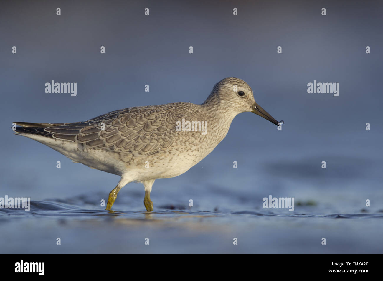 Knot (Calidris canutus) adult, winter plumage, foraging in shallow ...
