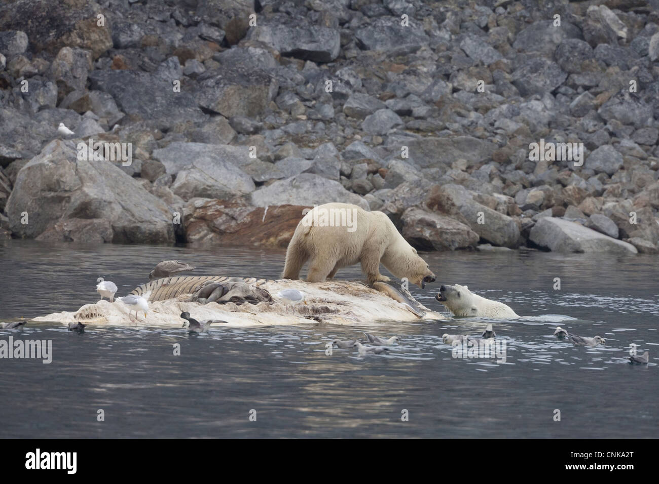 Polar Bear Ursus maritimus two adults fighting scavenging dead Fin ...