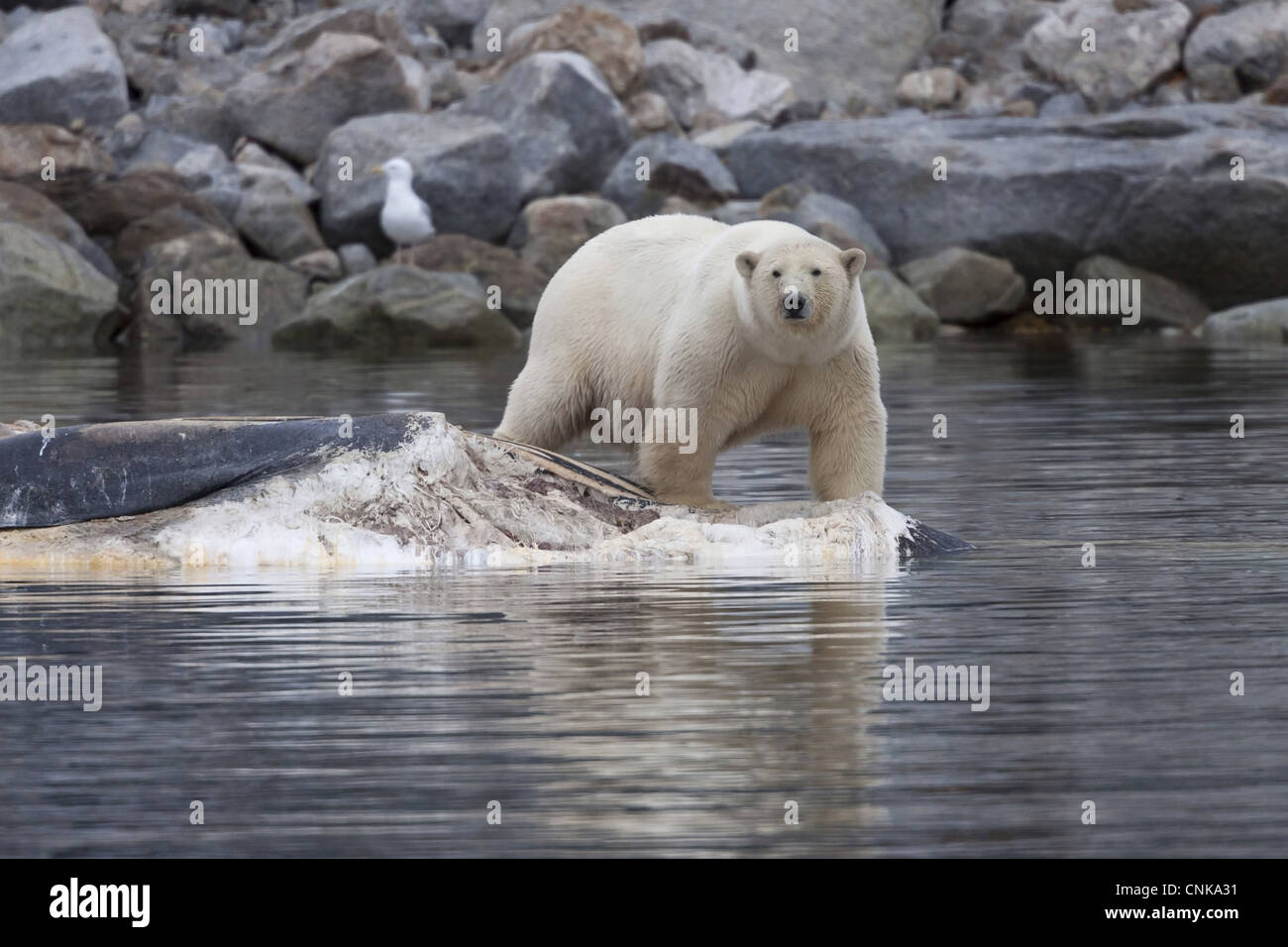 Polar Bear Ursus maritimus adult feeding scavenging dead Fin Whale ...