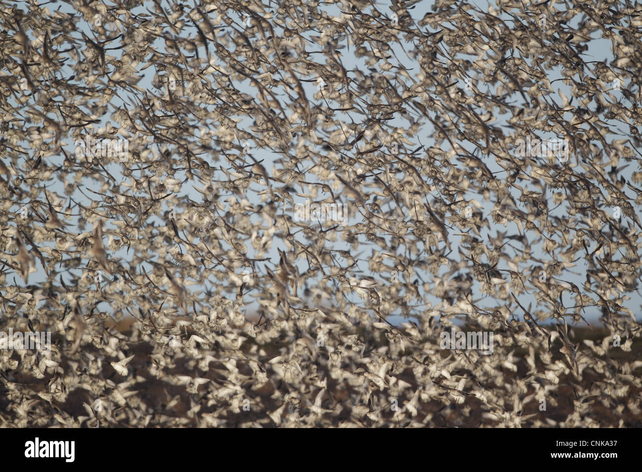 Knot (Calidris canutus) flock, mass in flight at roost, Snettisham RSPB ...