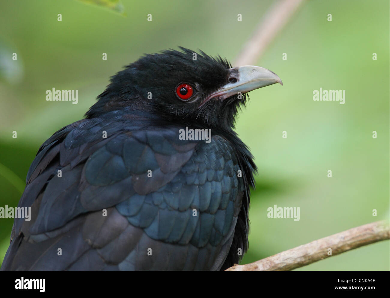 Koel bird hi-res stock photography and images - Alamy