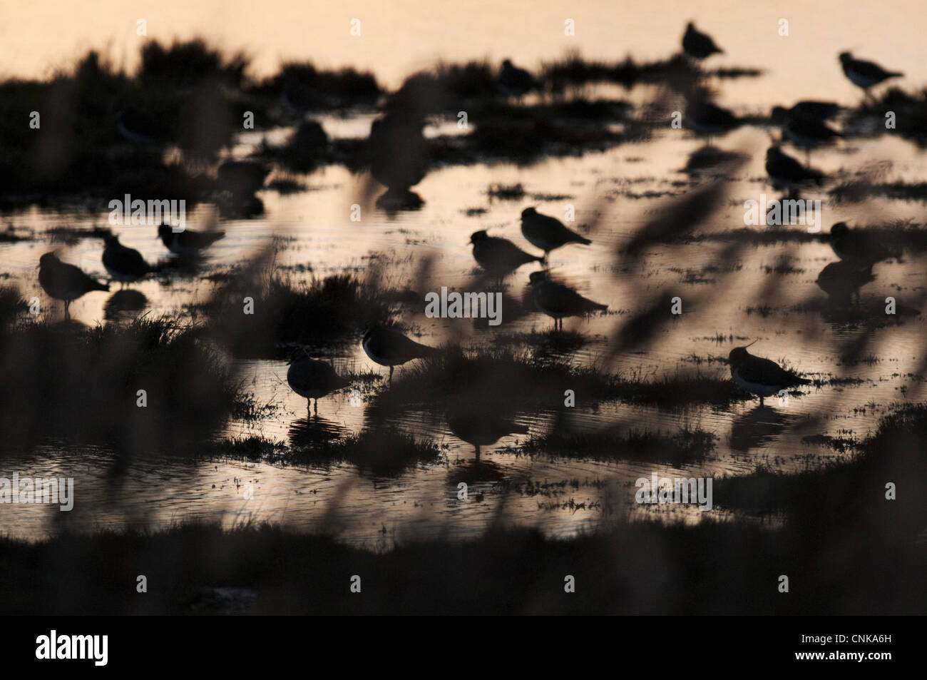 Lapwing group at dusk hi-res stock photography and images - Alamy