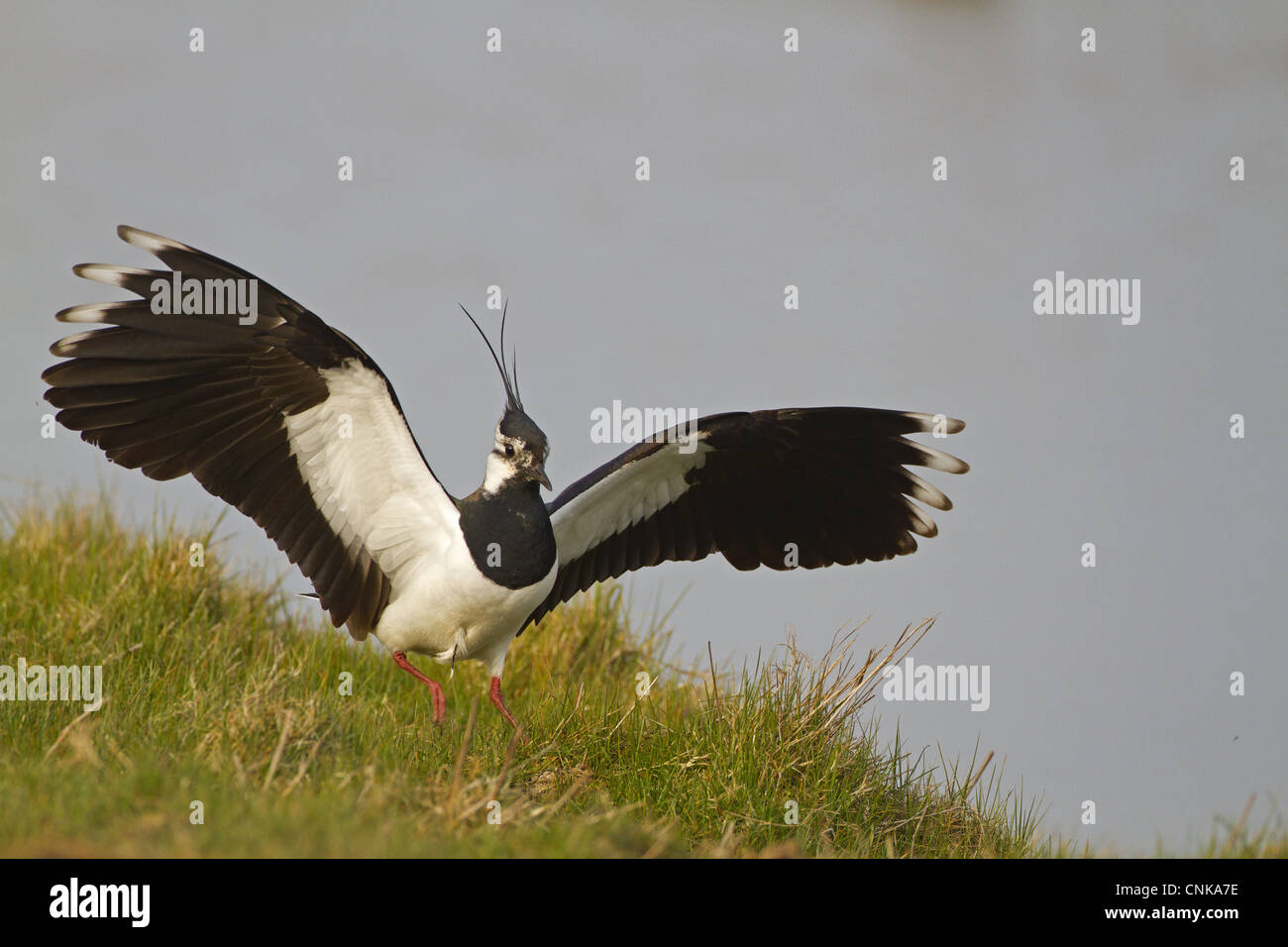 Northern Lapwing (Vanellus vanellus) adult, summer plumage, landing ...