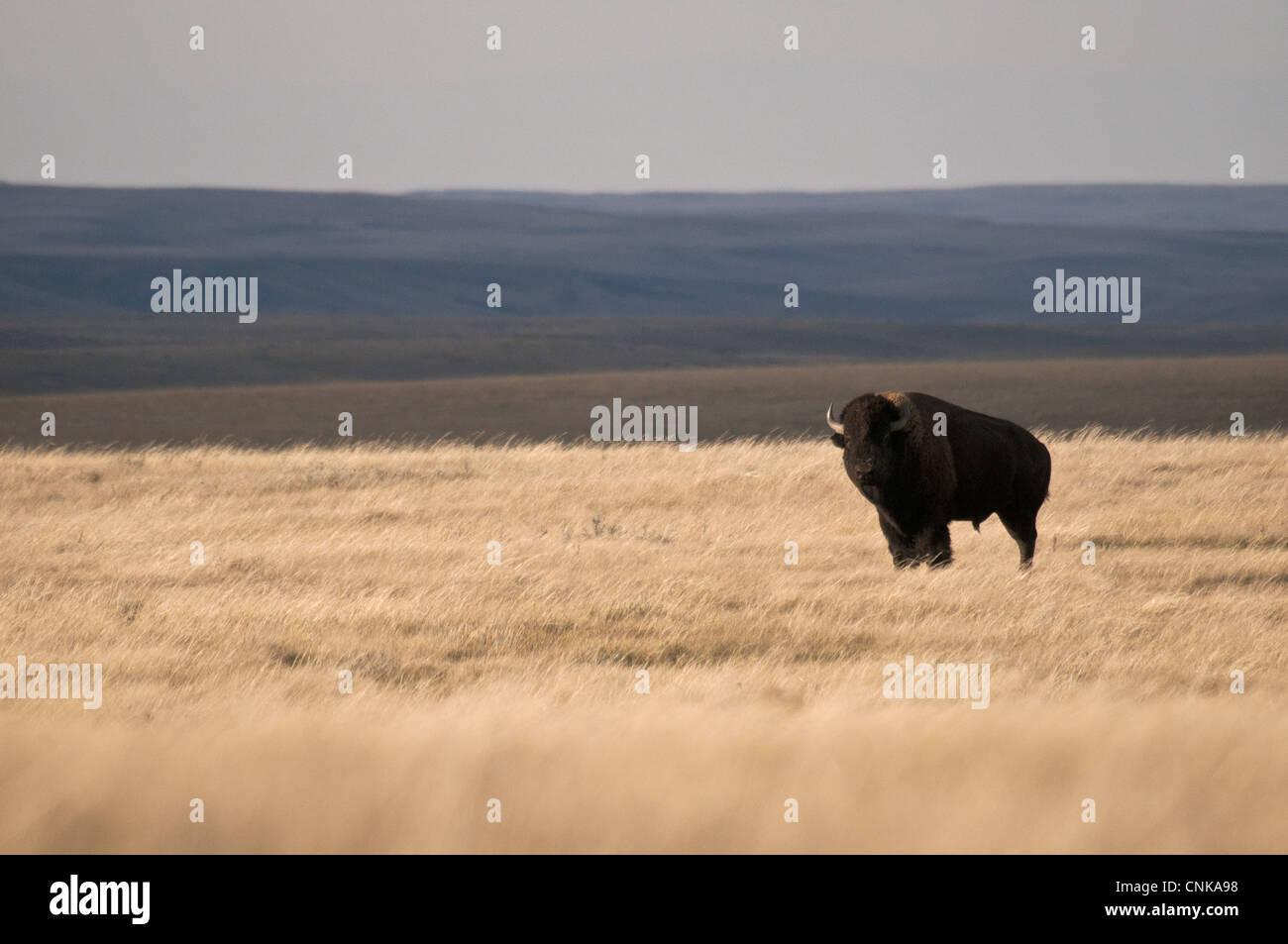 Plains Bison Bison bison bison adult male standing shortgrass prairie ...