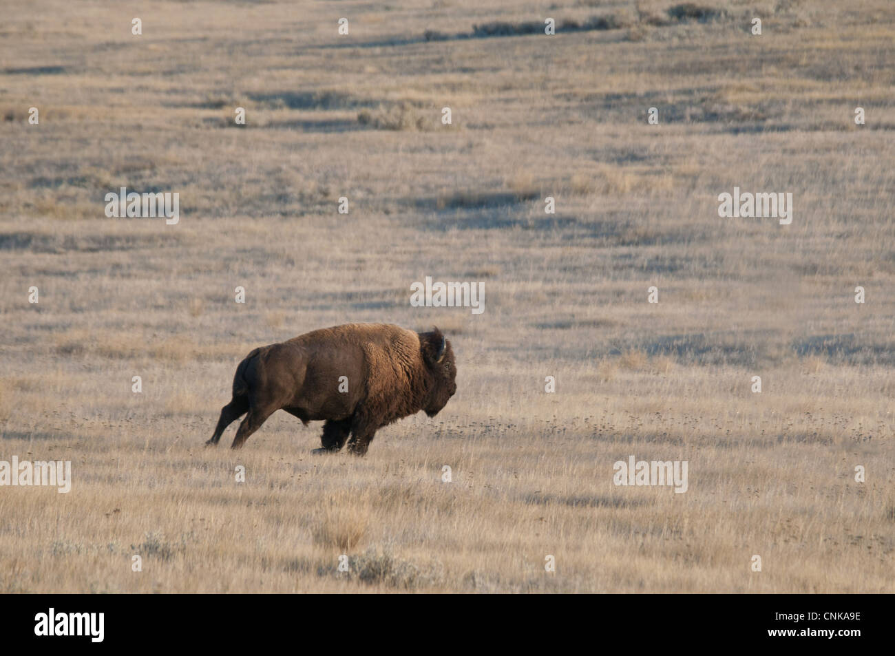 Plains Bison Bison bison bison adult male running shortgrass prairie ...