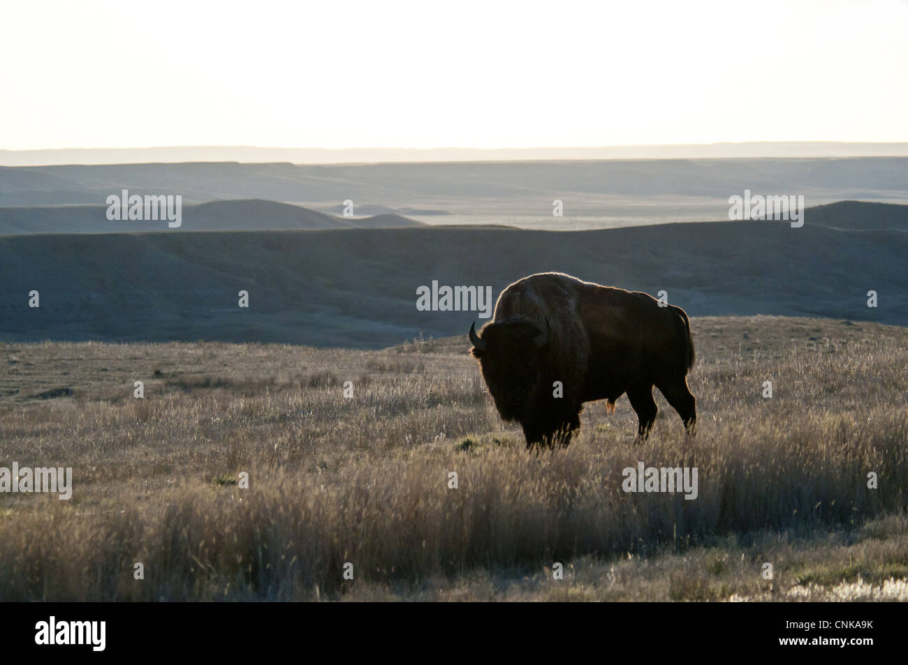 Plains Bison Bison bison bison adult male standing shortgrass prairie ...