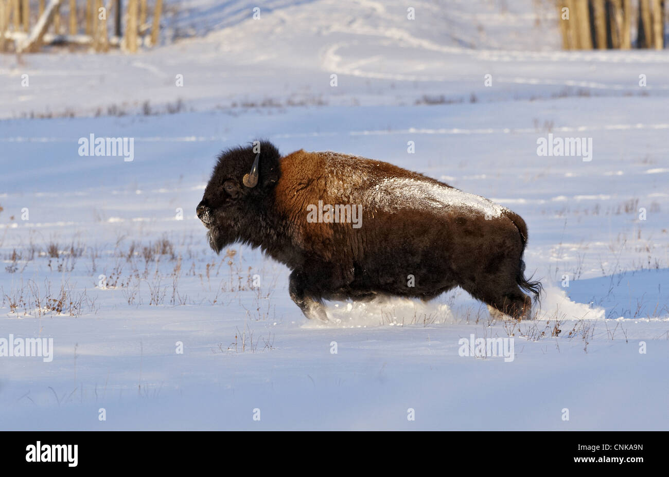 Wood Bison (Bison bison athabascae) adult, running in snow, Elk Island ...