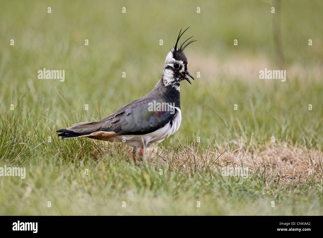 Female lapwing vanellus vanellus calling hi-res stock photography and ...