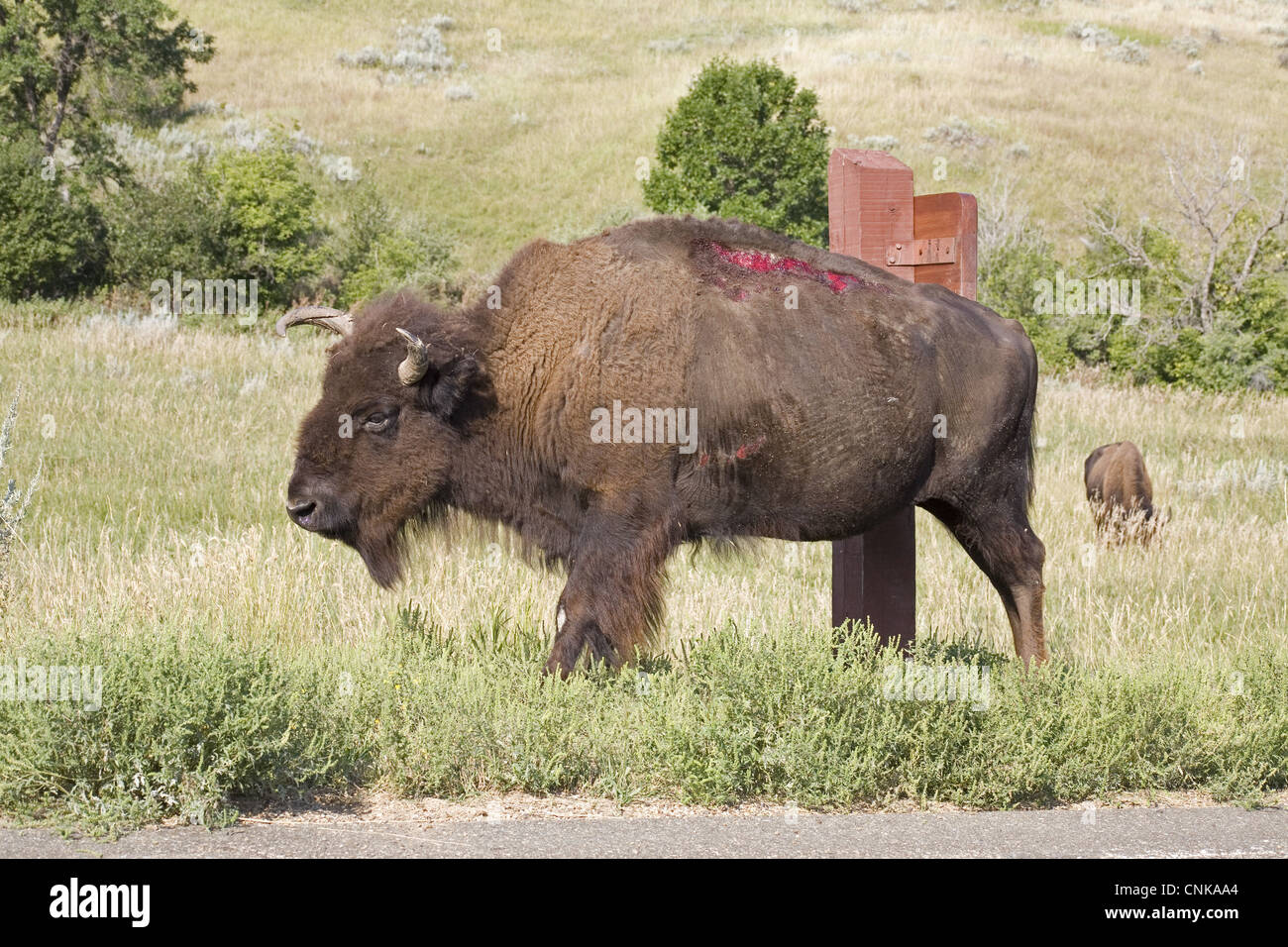 North American Bison (Bison bison) adult, with open wounds, re-opened ...