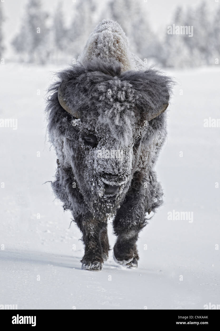 North American Bison Bison bison adult male coat covered in ice walking ...