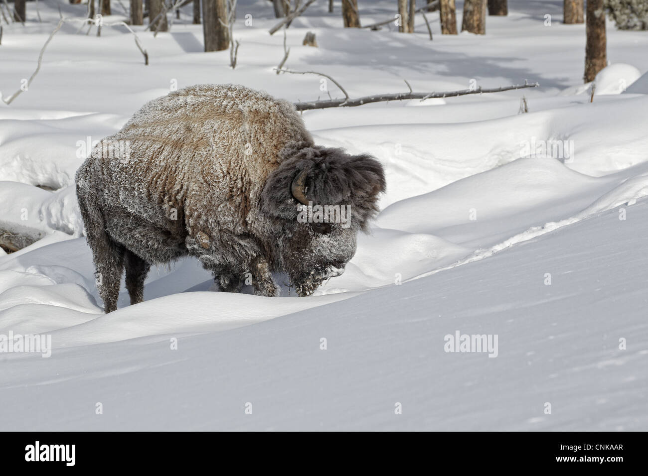 Bison walking deep snow hi-res stock photography and images - Alamy