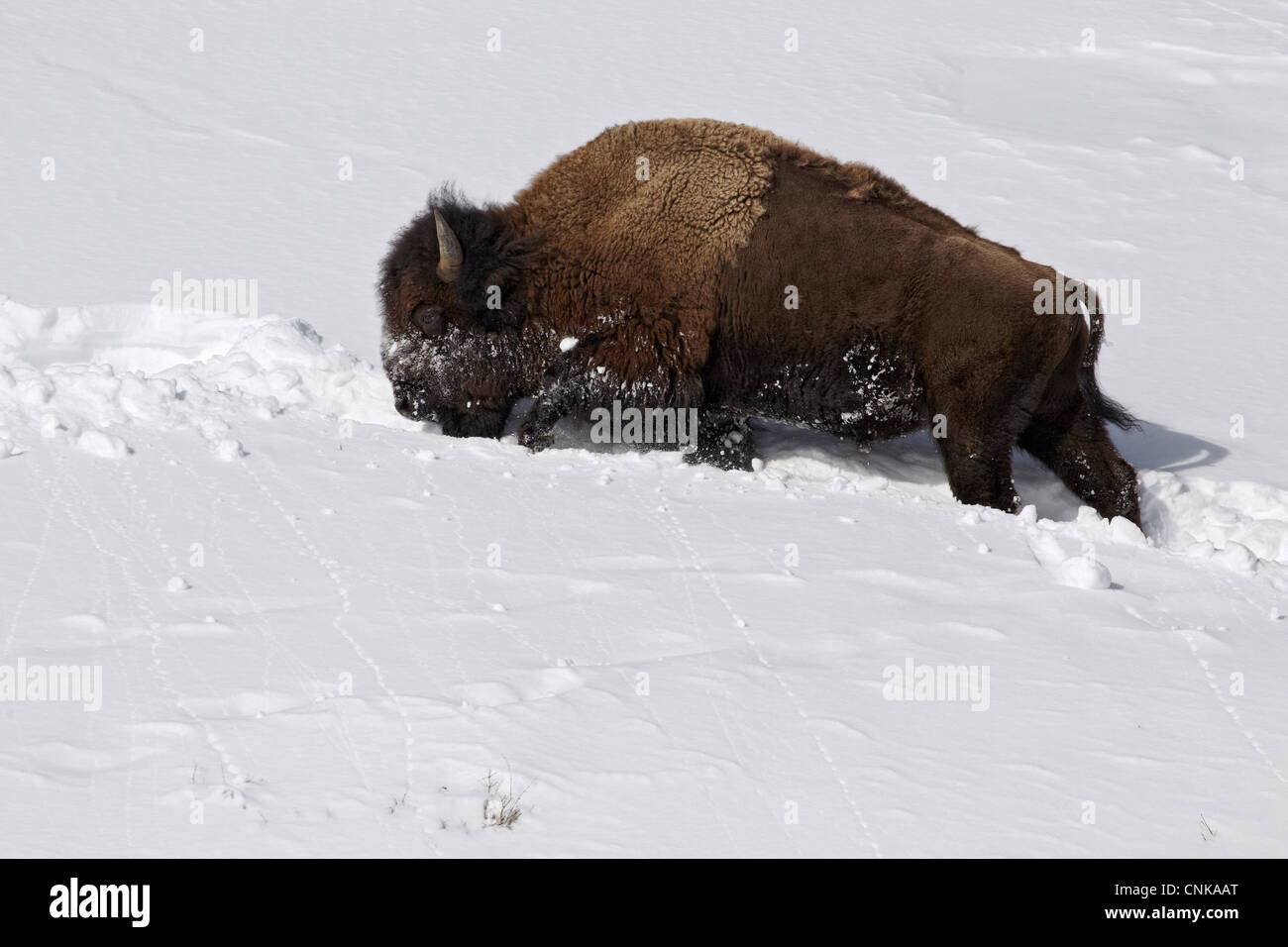 American bison bison bison adults hi-res stock photography and images ...