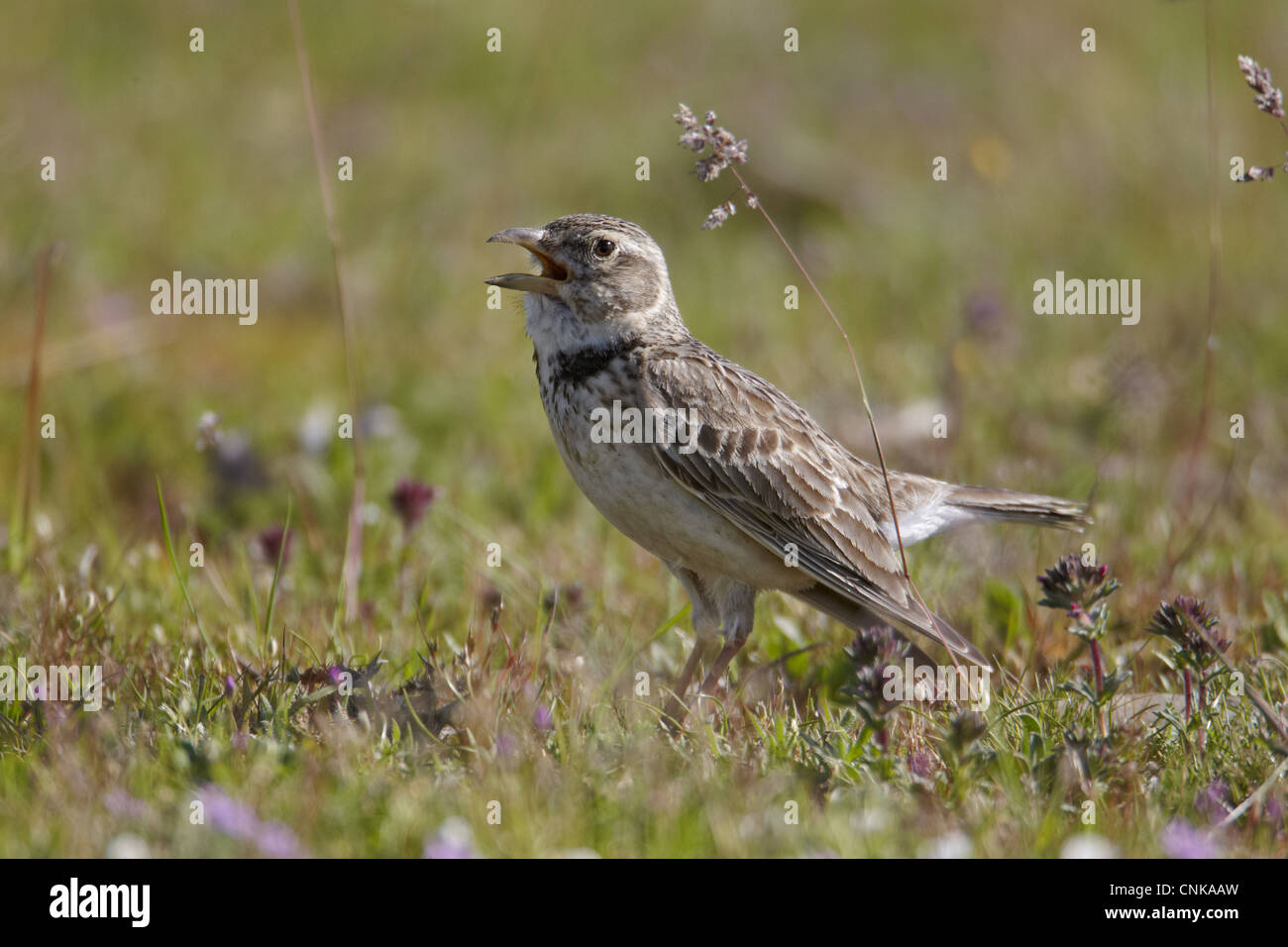 Calandra Lark (Melanocorypha calandra) adult, calling, standing on ...