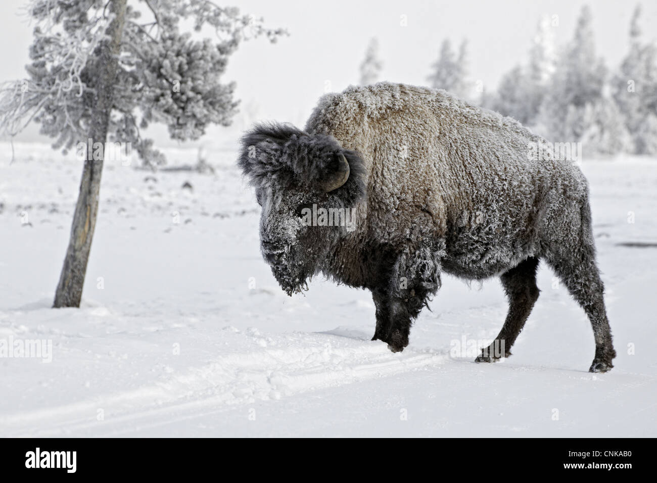 American buffaloes bison bison standing hi-res stock photography and ...