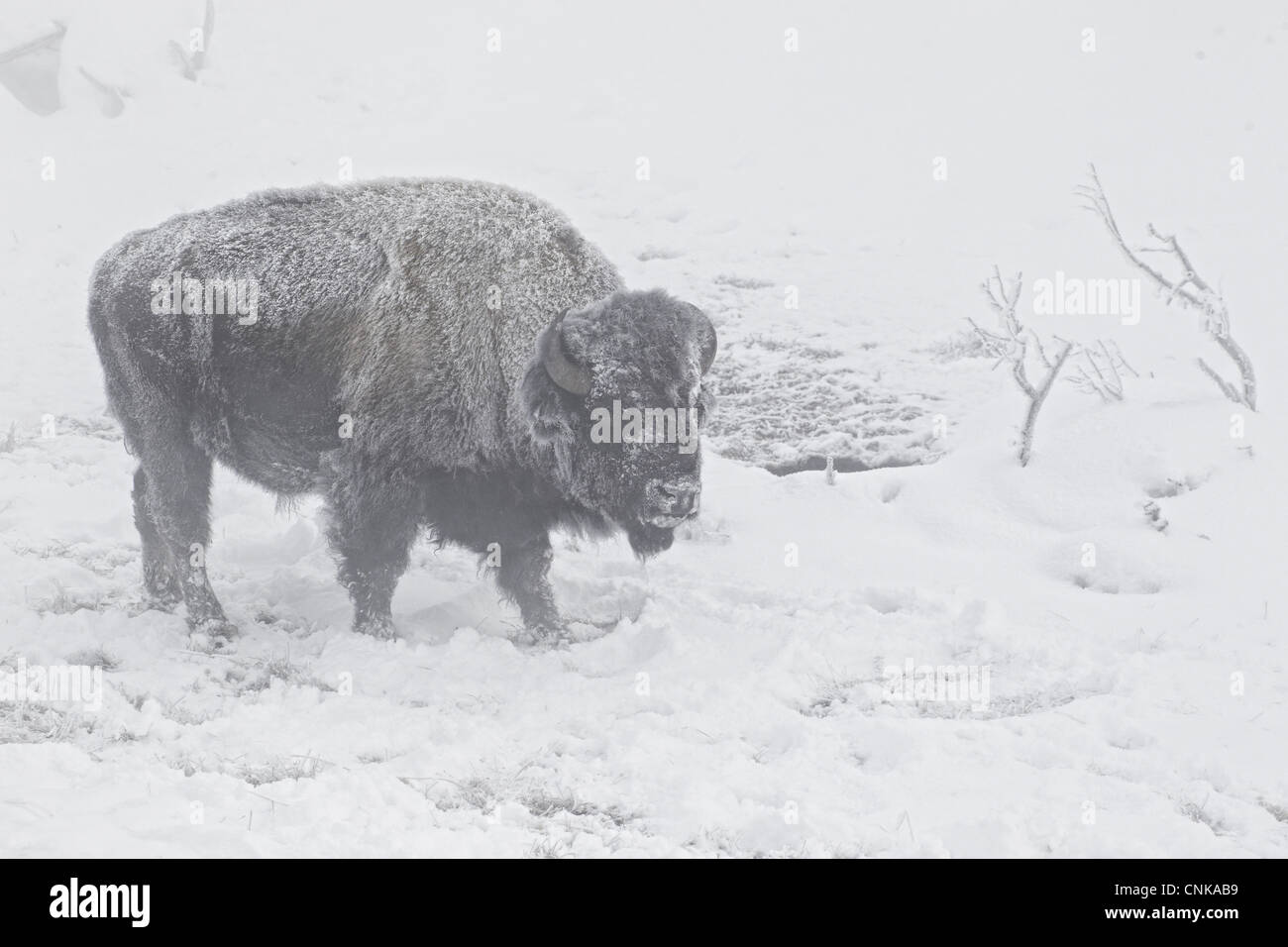 North American Bison (Bison bison) adult male, feeding in snow during ...