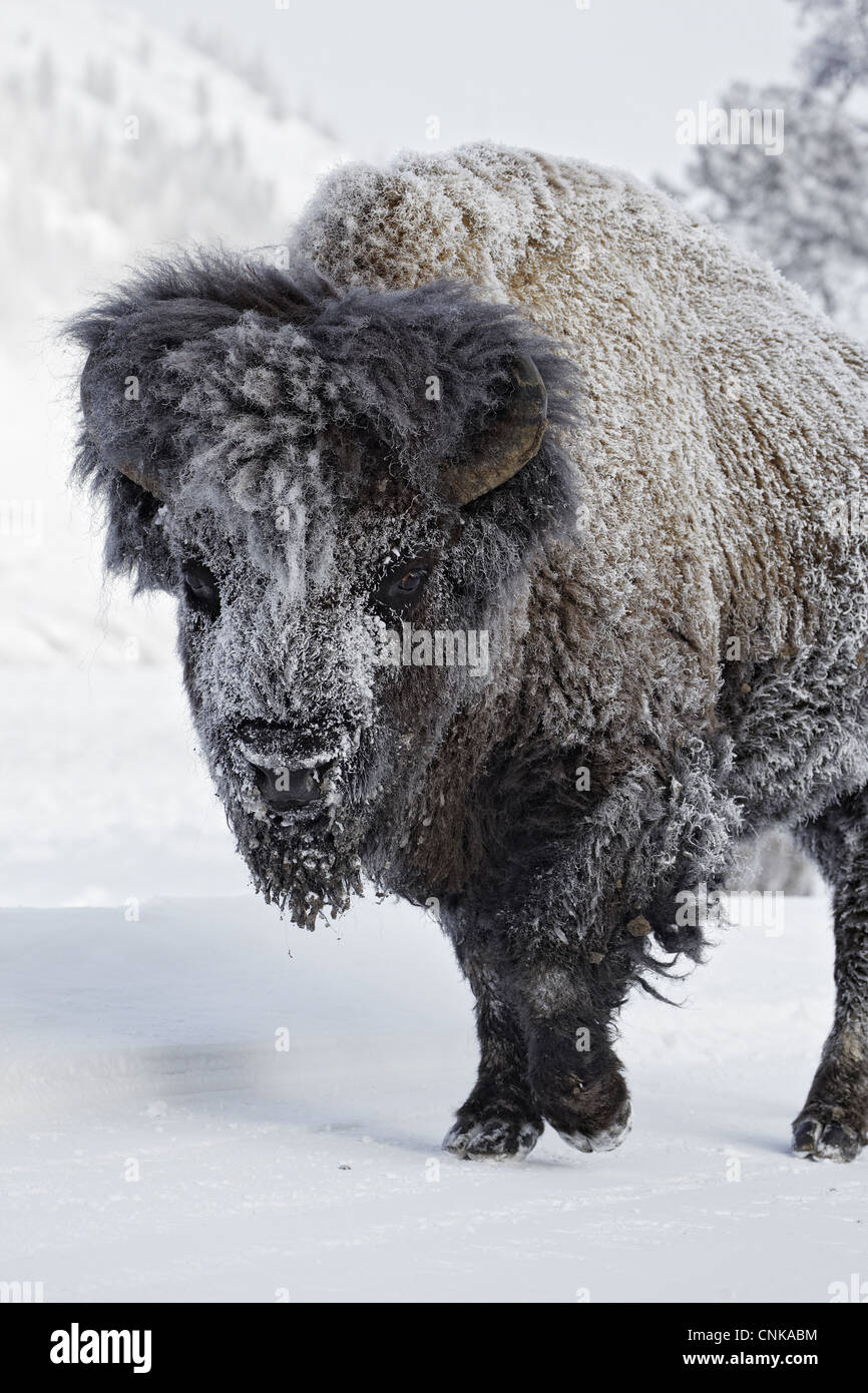 North American Bison (Bison bison) adult male, standing on snow ...