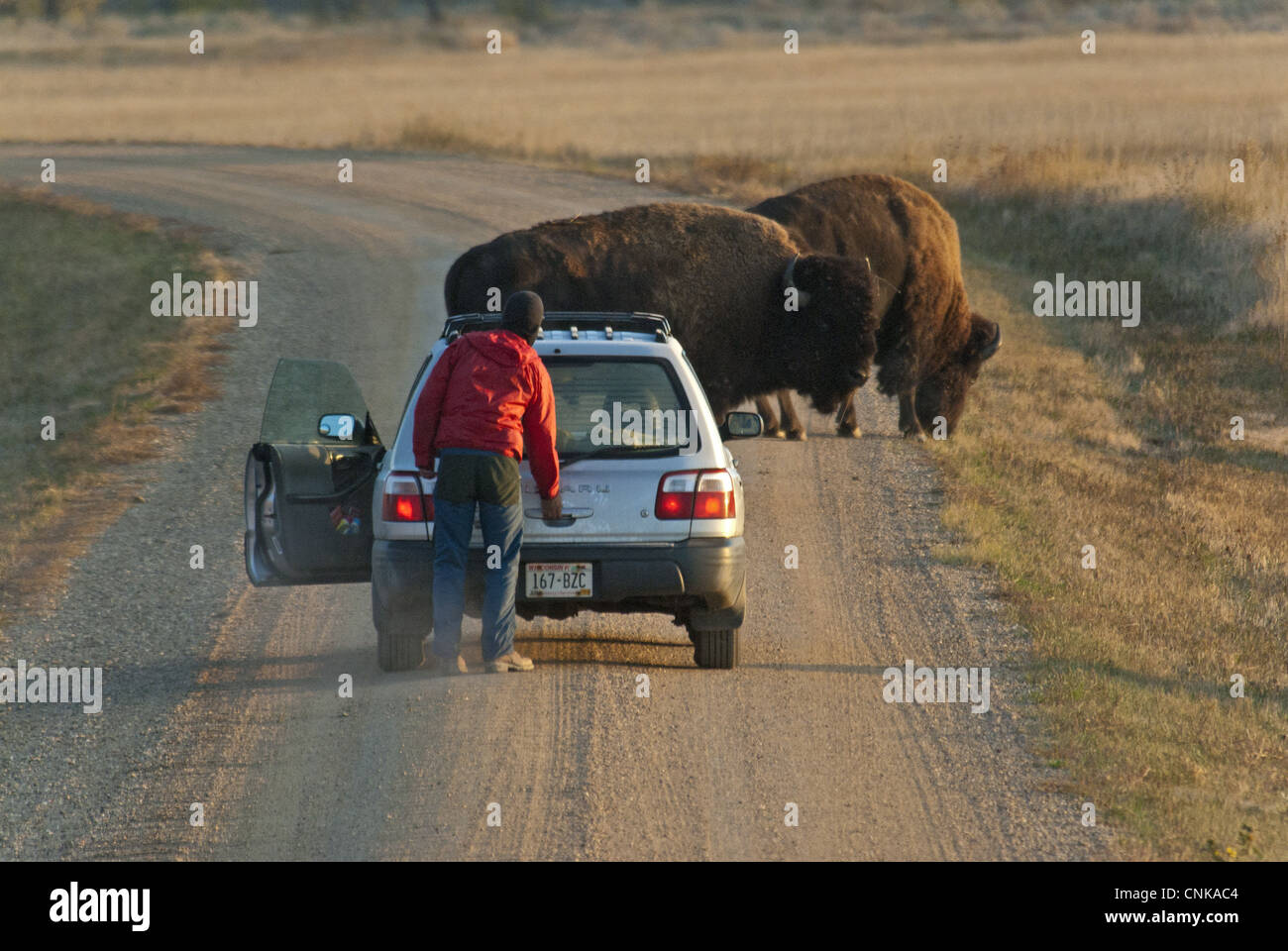 North American Bison Bison bison two adults standing track near person ...