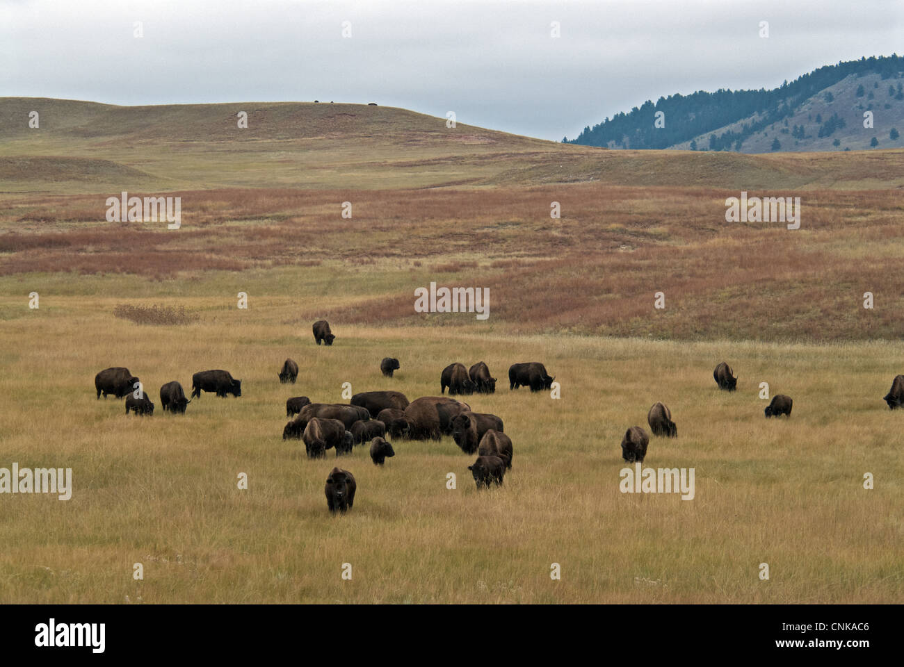 North American Bison Bison bison herd grazing in hilly prairie habitat ... North American Bison Bison bison herd grazing in hilly prairie habitat ...