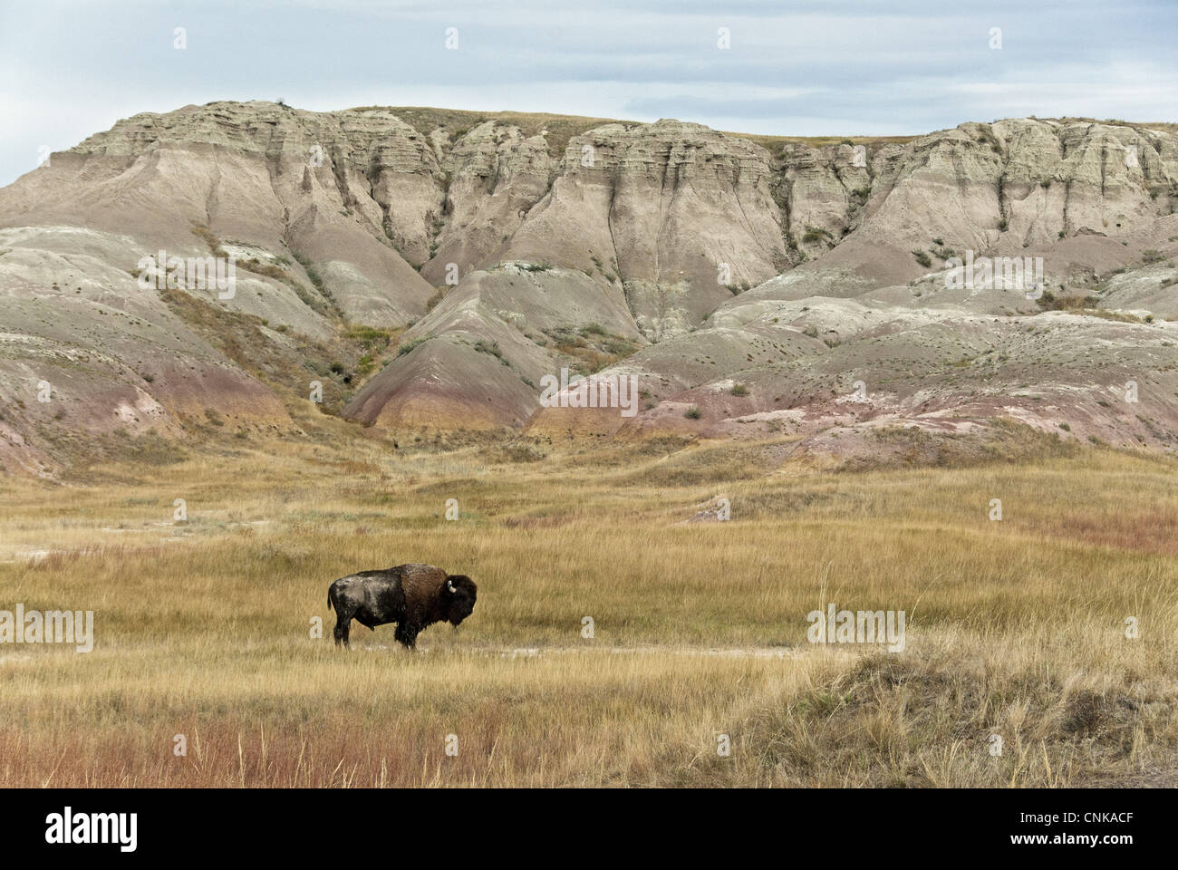 North American Bison Bison bison adult male standing prairie habitat ...