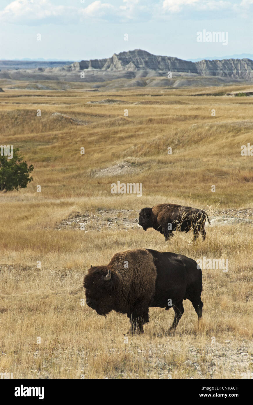 North American Bison Bison bison two adult males standing prairie ...