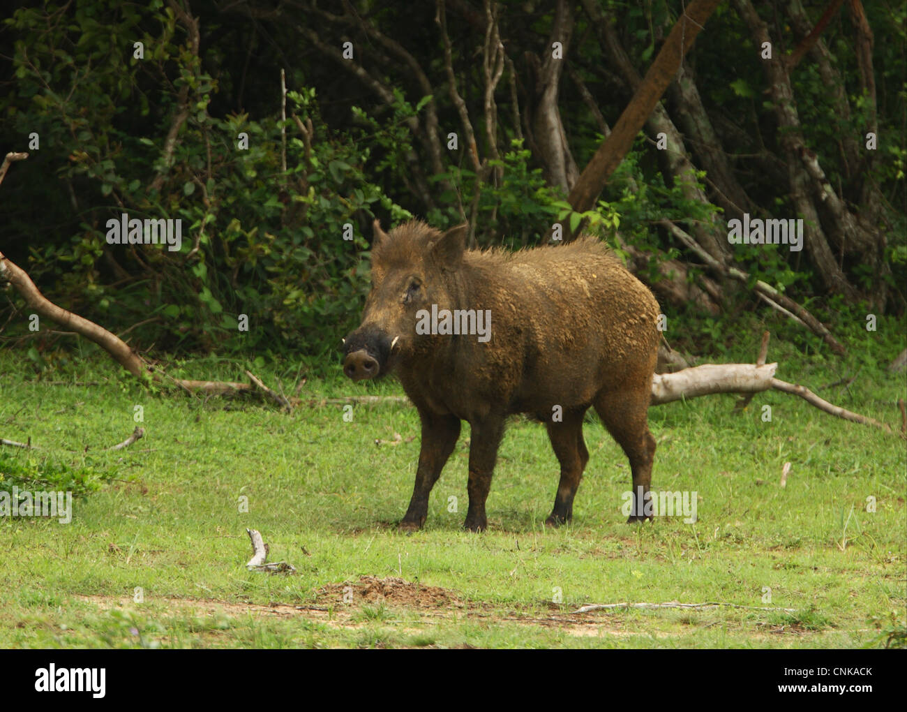 Eurasian Wild Boar (Sus scrofa affinis) adult male, standing in ...